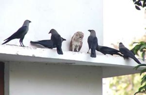 Owl Vs Crow: Why Do Crows Not Like Owls And Attack Them?