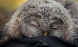 Baby Owl Sleeping Face Down: Is This Normal Behaviour?