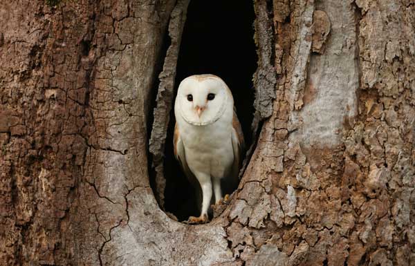 Barn Owl Vs Barred Owl: Identification, Differences, Similarities