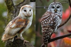Barn Owl Vs Barred Owl: Identification, Differences, Similarities