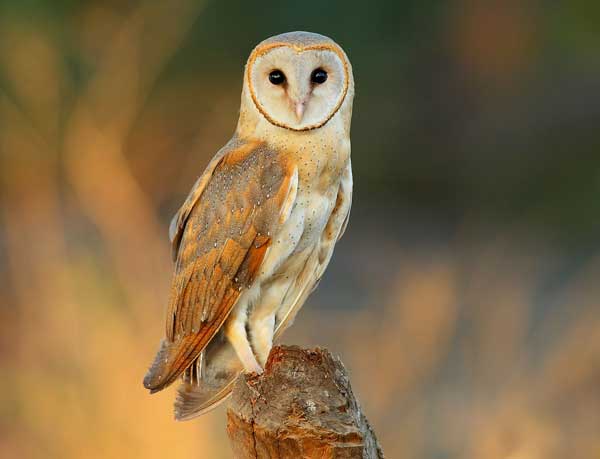 Barn Owl Vs Barred Owl: Identification, Differences, Similarities