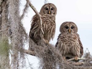 Barn Owl Vs Barred Owl: Identification, Differences, Similarities