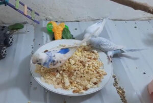 5 Budgie Food Recipes You Can Prepare Easily