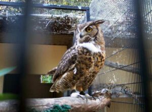 Do Owls Attack Humans? What To Do If An Owl Attacks You?