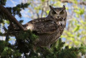 Do Owls Attack Humans? What To Do If An Owl Attacks You?