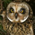 Owls Blinking: Do Owls Blink? What Does It Mean?