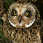Owls Blinking: Do Owls Blink? What Does It Mean?