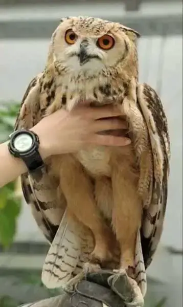 Great Horned Owl Legs