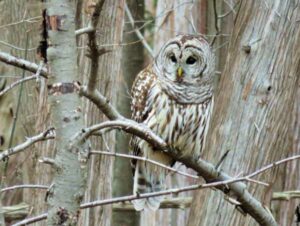 How Long Do Owls Stay In One Place Or In The Same Area?