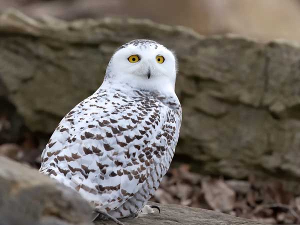 Do Owls Migrate Or Hibernate In The Winter?