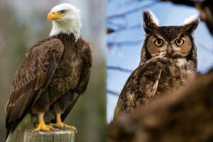 Eagle vs Owl: Why Do They Hate Each Other?