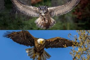 Eagle vs Owl: Why Do They Hate Each Other?