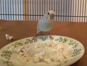 11 Treats For Budgies To Make Your Birds Happy