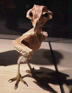 Owl Without Feathers? Here’s How It Will Look Like