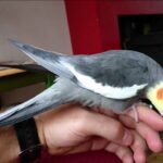 Budgie Cere Chart: A Beginners Guide To Understanding Cere