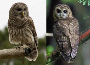 Spotted Owl Vs Barred Owl: Identification, Differences, Similarities