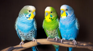 Budgie Care Guide: How to Take Care of Your Budgie? (+13 Tips)