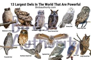 13 Largest Owls In The World That Are Powerful