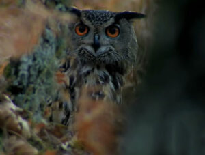 Owl Eye Anatomy: Why Do Owls Have Large Eyes?