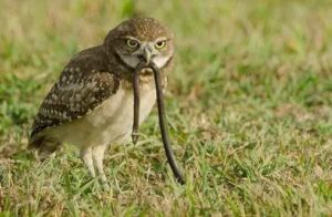 What Do Owls Eat? A Complete List Of Food Owl Eats