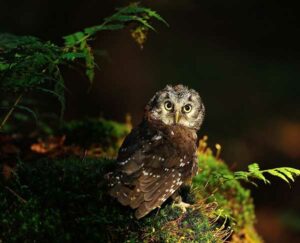 Owl Eye Anatomy: Why Do Owls Have Large Eyes?
