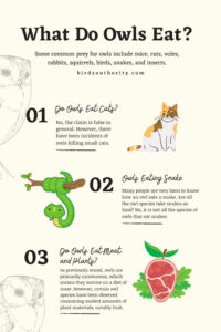 What Do Owls Eat? A Complete List Of Food Owl Eats