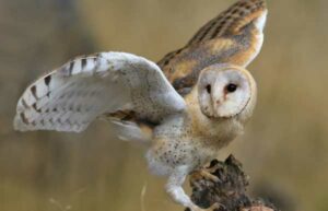 What Do Owls Eat? A Complete List Of Food Owl Eats