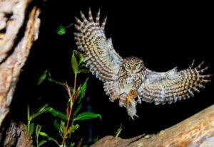 How Do Owls Hunt and Kill Their Prey? - Interesting Facts