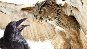 Owl Vs Crow: Why Do Crows Not Like Owls And Attack Them?