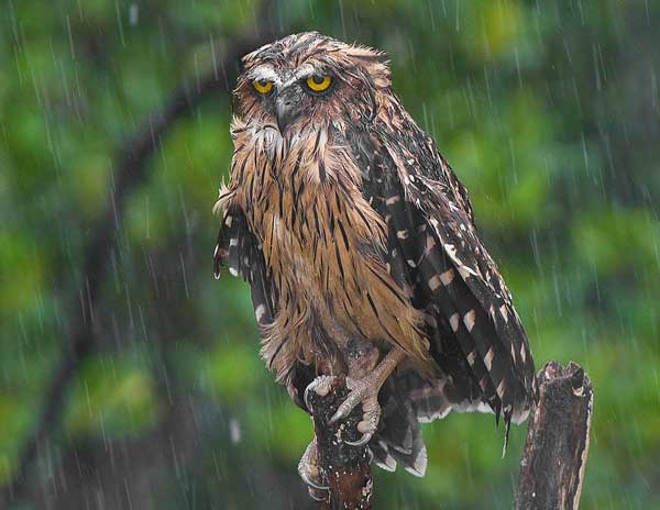 Can Owls Fly in the Rain? An In-Depth Discussion