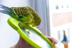 Understanding Budgie Body Language