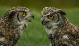Owl Breeding & Reproduction: How Do Owls Mate?