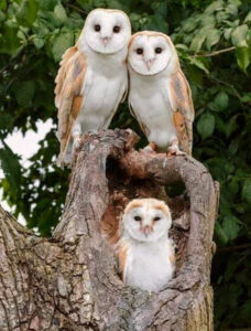 Owl Breeding & Reproduction: How Do Owls Mate?