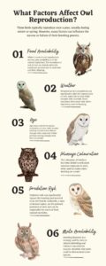Owl Breeding & Reproduction: How Do Owls Mate?