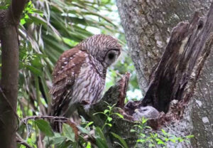 Owl Breeding & Reproduction: How Do Owls Mate?