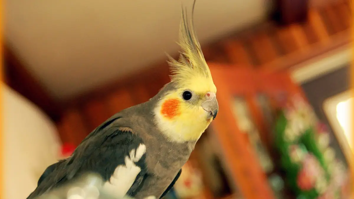 Training Cockatiels: How to Teach a Cockatiel to Do Tricks?