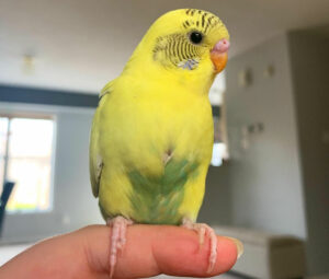 Types Of Budgies: A Complete List Of All Budgie Color Mutations