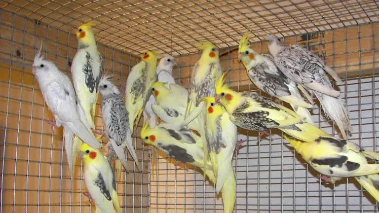 Cockatiel Poop Chart: A Beginner-Friendly Guide To Get Started