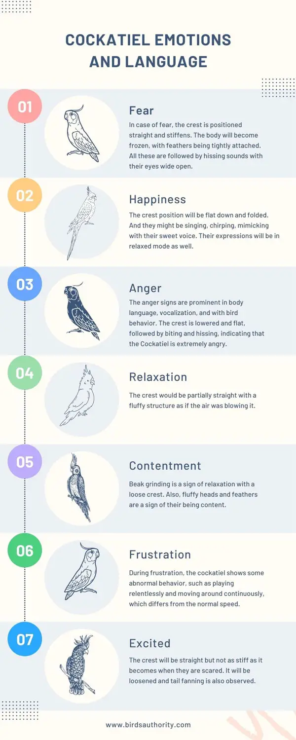 Decoding Cockatiel Language Understanding Body And Vocal Signals
