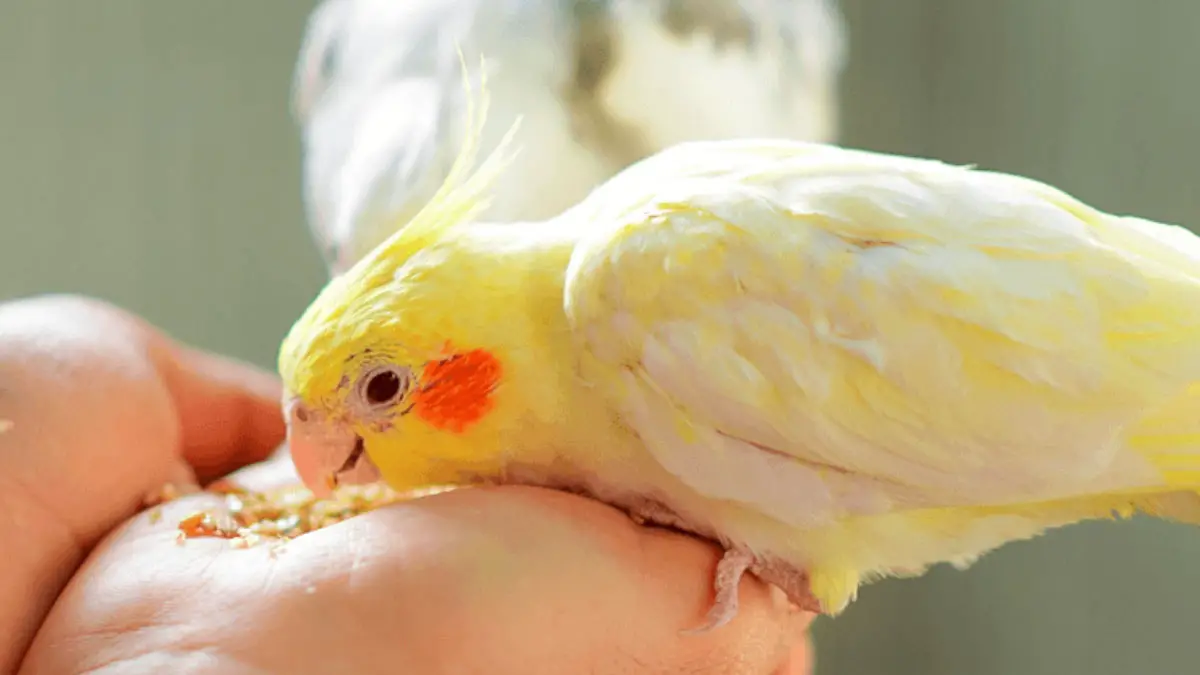 The Ultimate Guide To Cockatiel Feeding Schedule What When And How To Feed Them