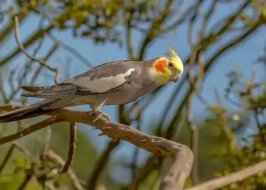 Cockatiel Flying