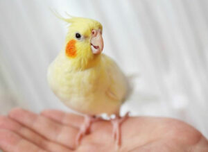 Decoding Cockatiel Language: Understanding Body & Vocal Signals