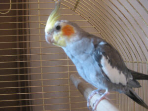 Decoding Cockatiel Language: Understanding Body & Vocal Signals