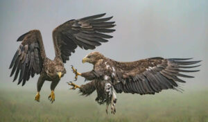 7 Hawk Predators: What Animal Eats a Hawk?