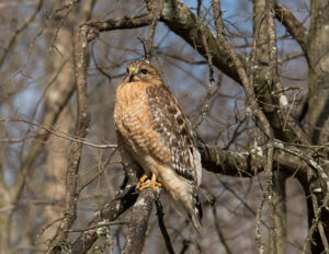 Hawk Identification Guide: Types, Characteristics, And Photos