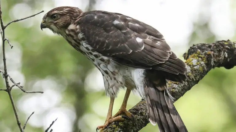 The Anatomy of a Hawk: Understanding Their Physical Features