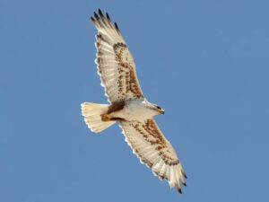 Hawk Identification Guide: Types, Characteristics, And Photos