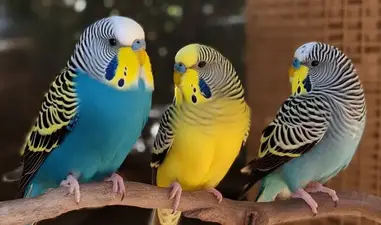 Budgie Color Mutations