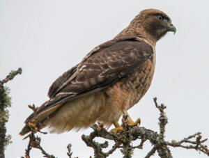 5 Types of Hawks in the US: Which Species are Most Endangered