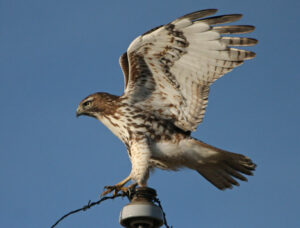 The Anatomy of a Hawk: Understanding Their Physical Features